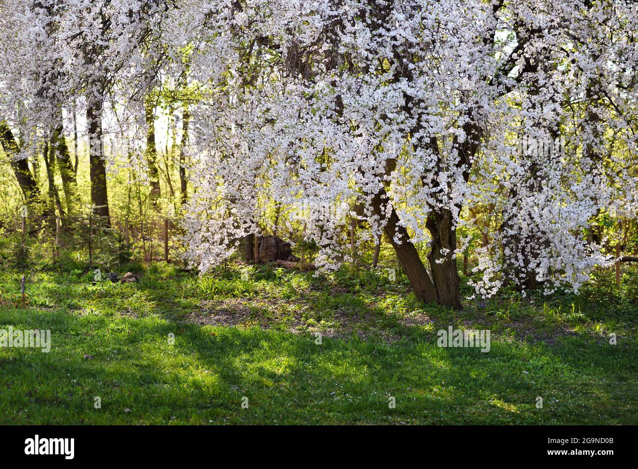 Flowering Prunus cerasifera tree in the sunlight. Spring landscape ...