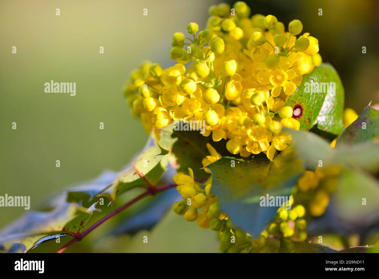 Beautiful yellow Ilex flowers (Ilex aquifolium) in spring against a bokeh background Stock Photo ...