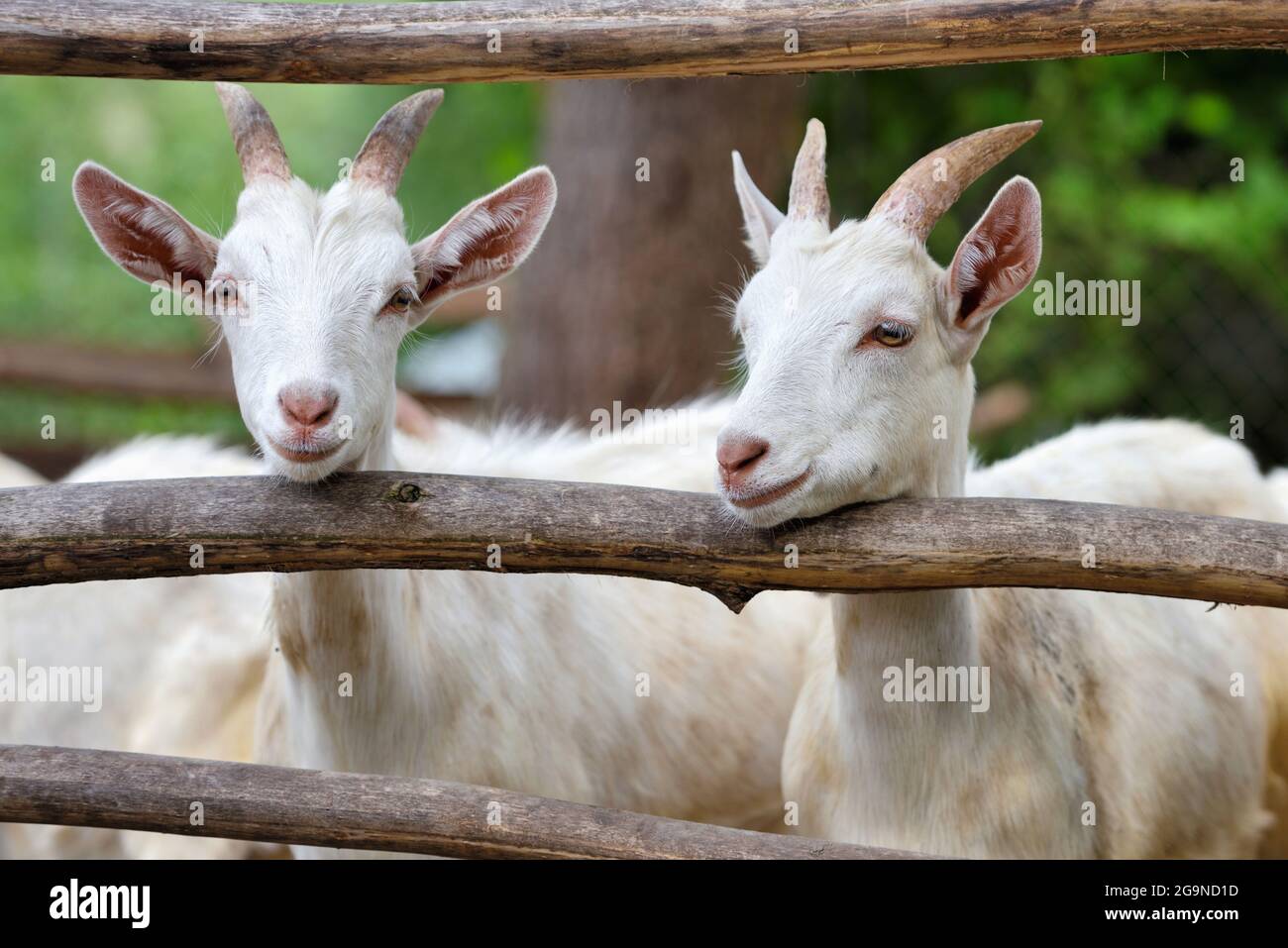 Portrait funny goat looking camera hi-res stock photography and images ...