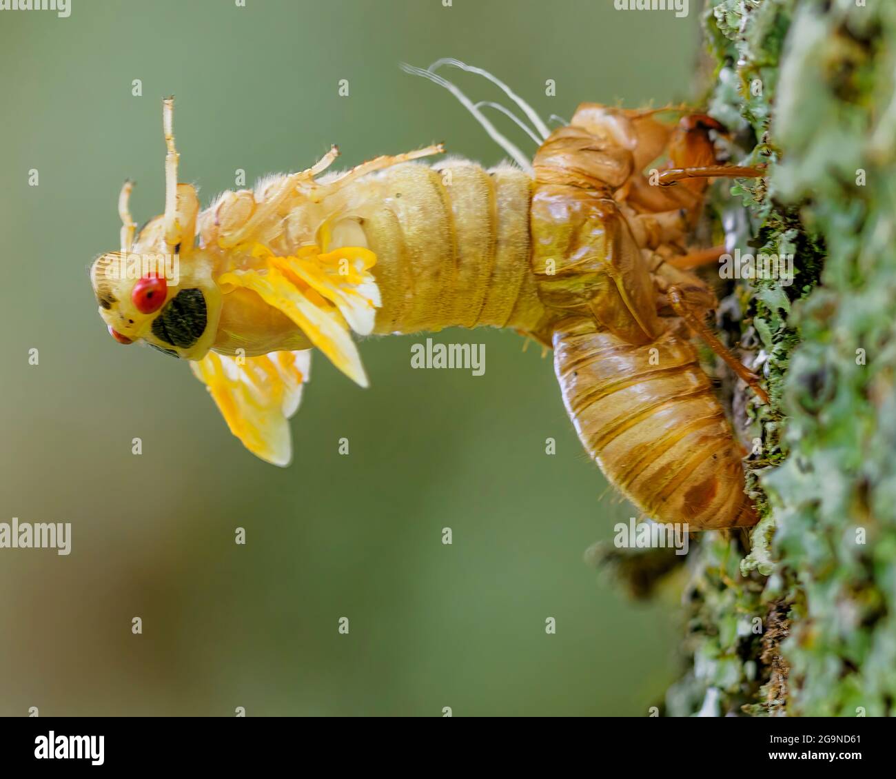 Periodical Cicada molting its exoskeleton after emerging from the ...