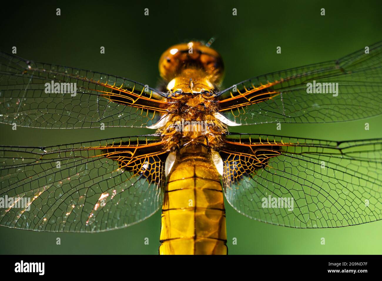 Back view of a bright dragonfly in the blurred green background Stock ...
