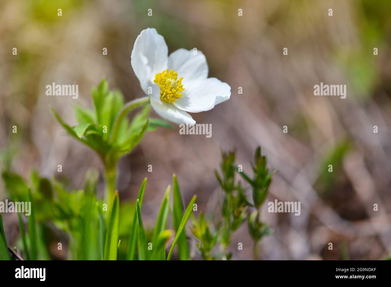 Anemone sylvestris snowdrop in hi-res stock photography and images - Alamy