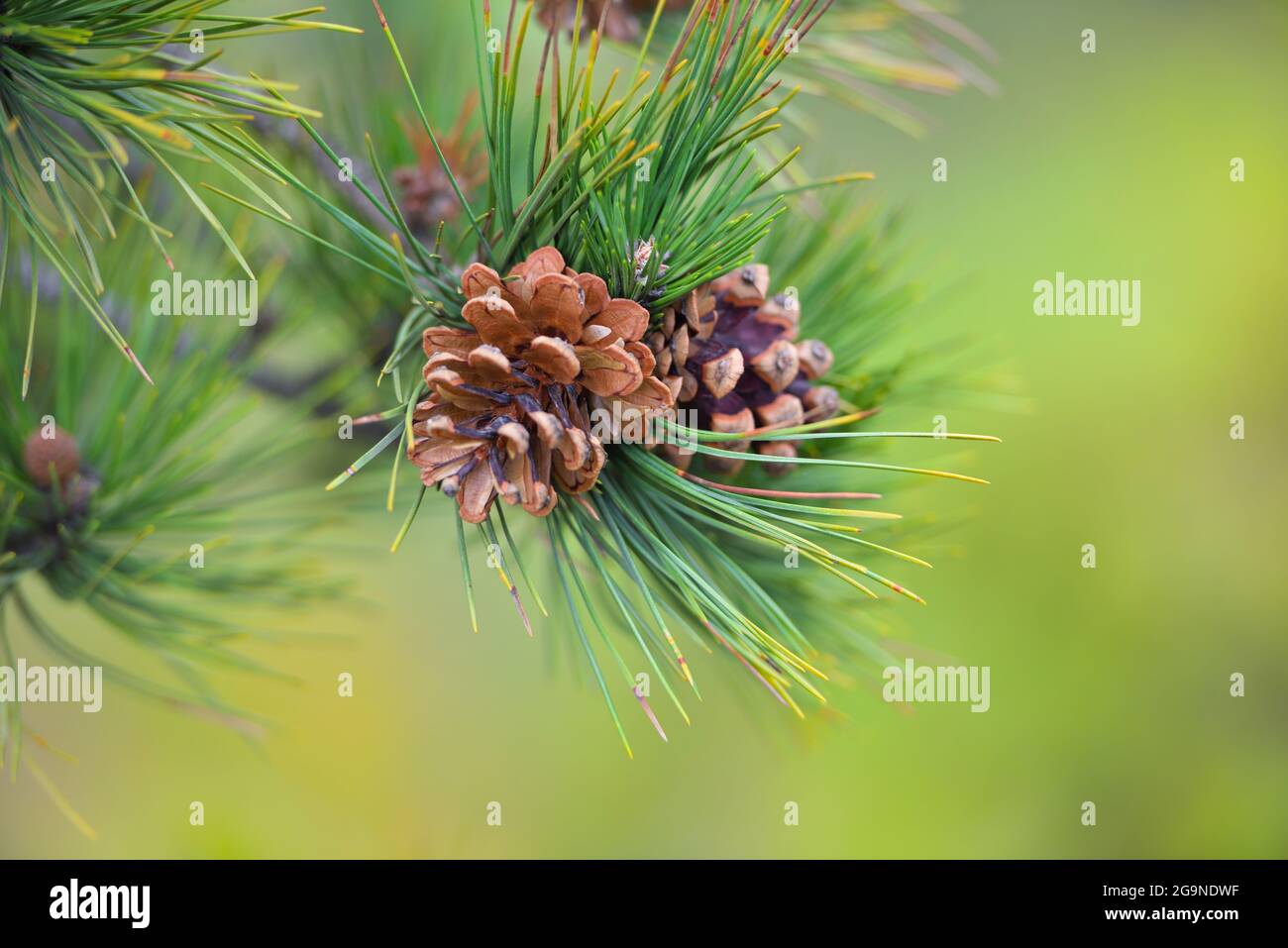 Spring green prickly pine branch hi-res stock photography and images ...