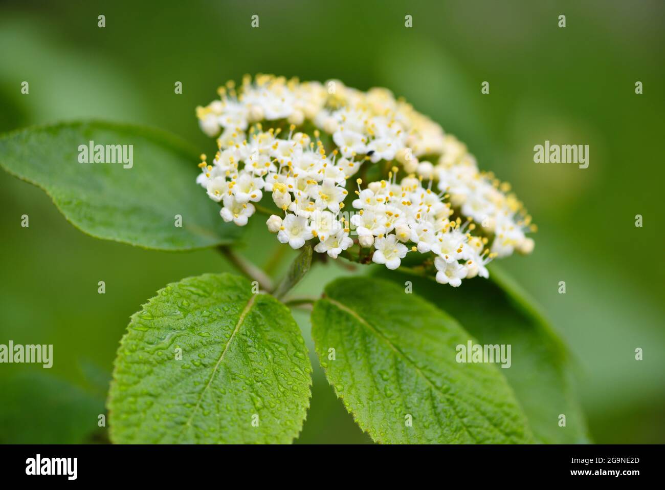 Blooming Wayfaring Tree (Viburnum lantana) with drops after rain Stock ...