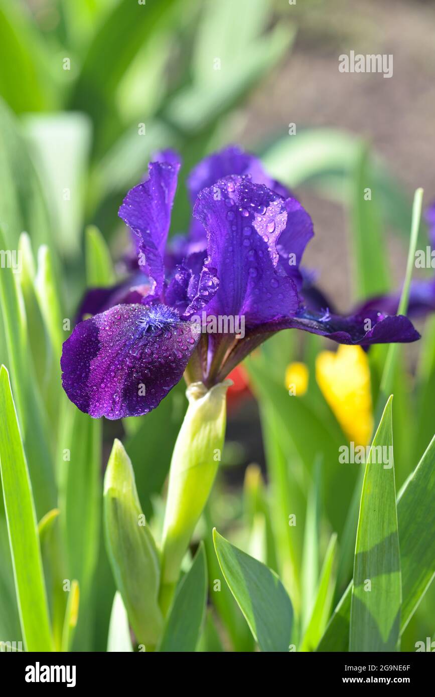 Close-up of a flower of bearded iris with rain drops on blurred green ...