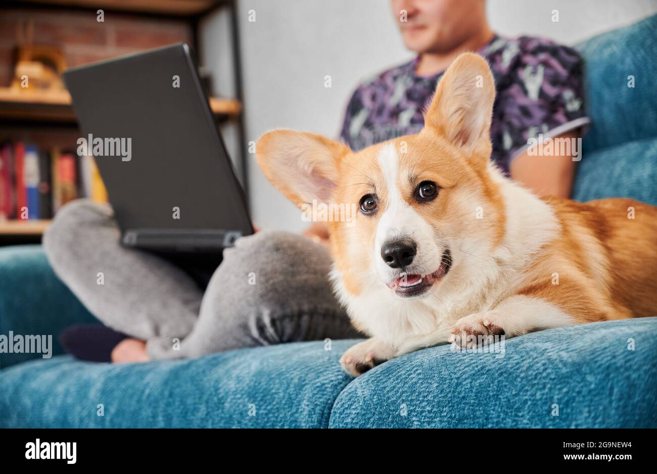 Selective focus photography of adorable red and white Corgi resting on ...