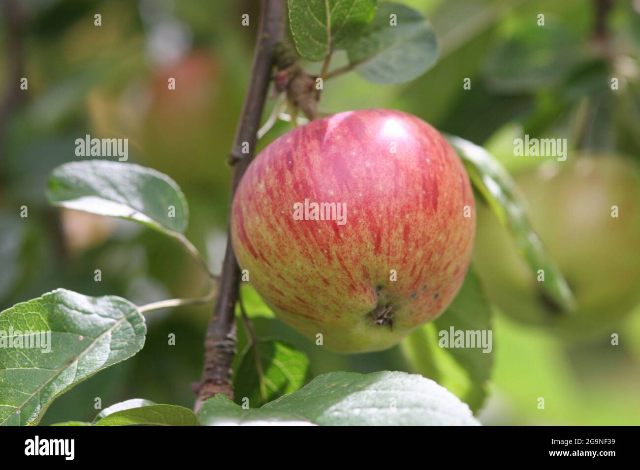 Apple tree, apple, malus silvestris, garden Stock Photo - Alamy