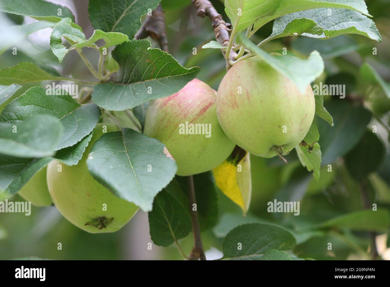Apple tree, apple, malus silvestris, garden Stock Photo - Alamy