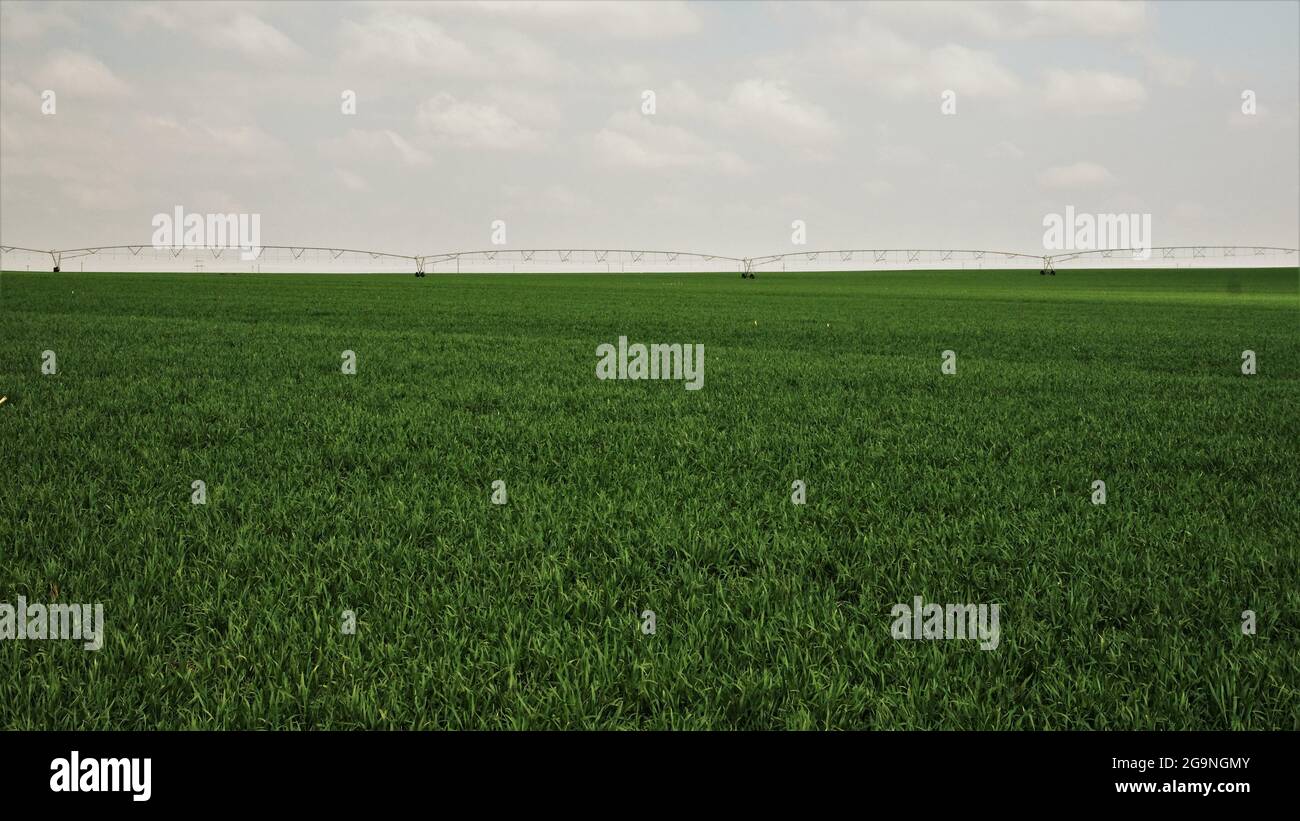 Commercial Lucerne Farming Stock Photo - Alamy