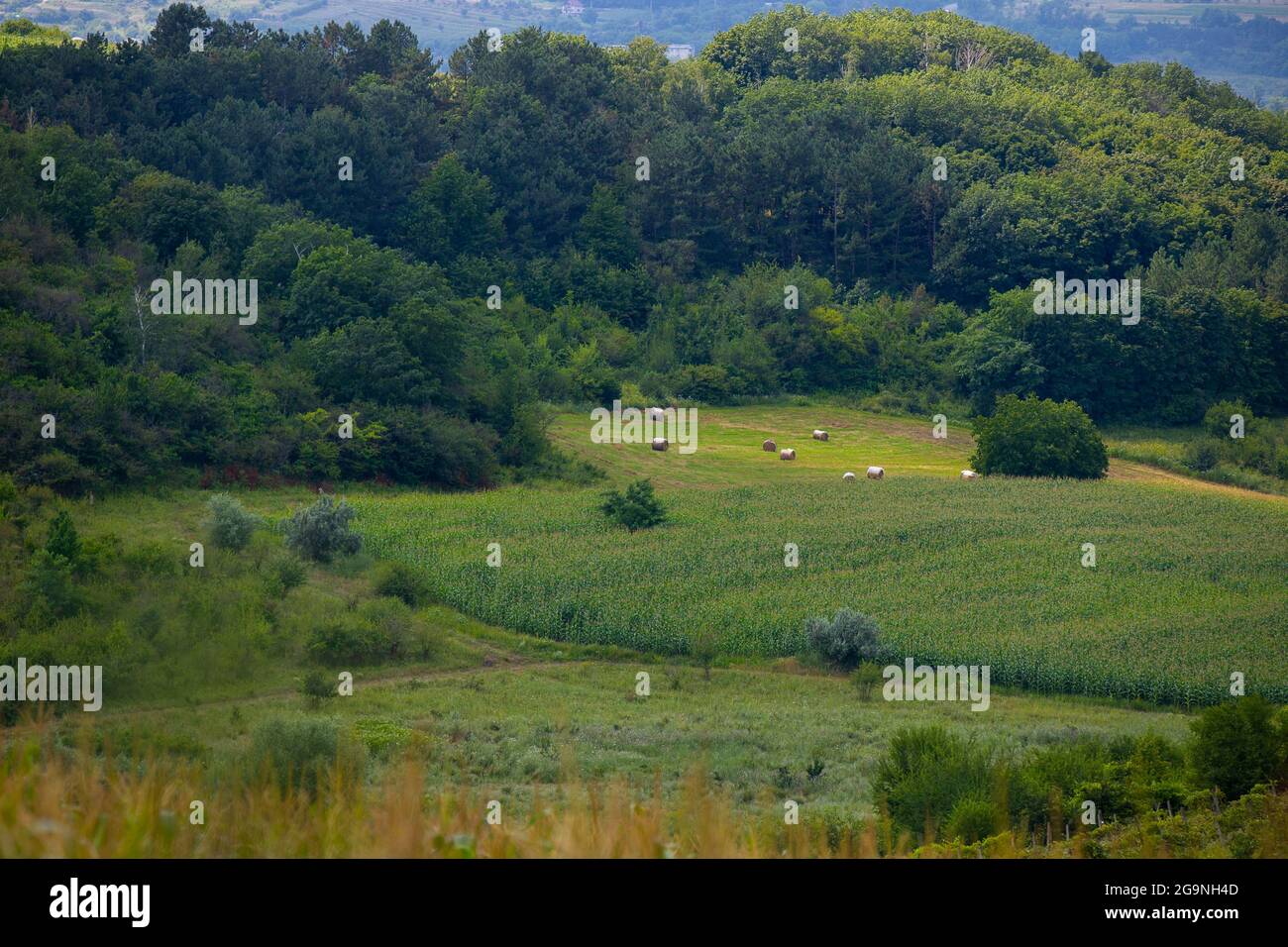 wide panoramic view of a beautiful mixed birch-spruce forest with grass ...