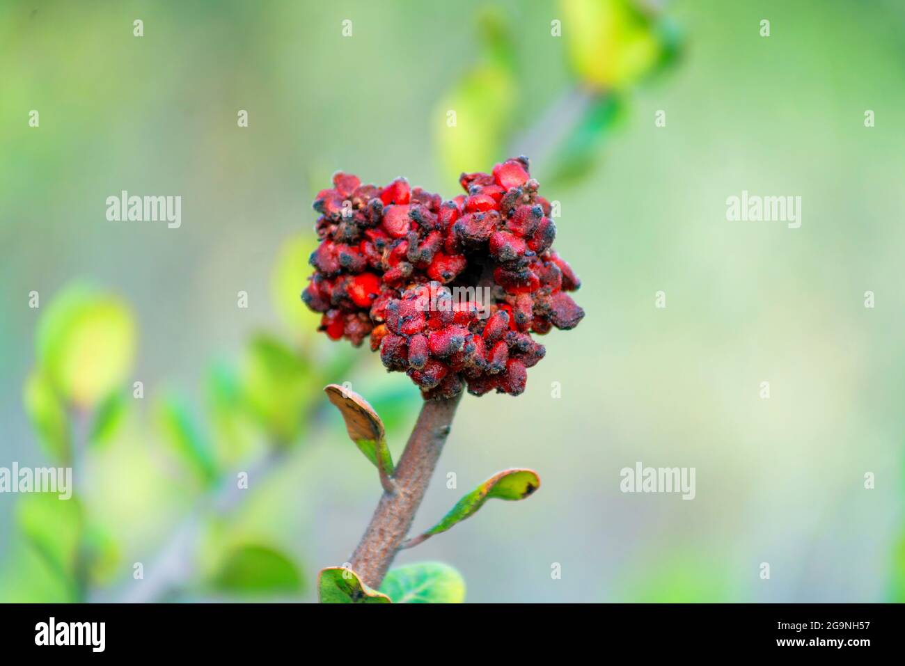 Chinese sumac hi-res stock photography and images - Alamy