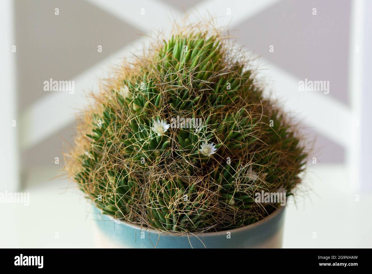Green cactus with small white flowers Stock Photo - Alamy