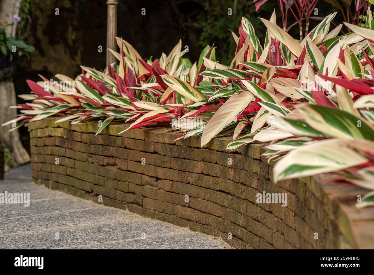 Bunch of Arrowroots plants growing along a fence Stock Photo - Alamy