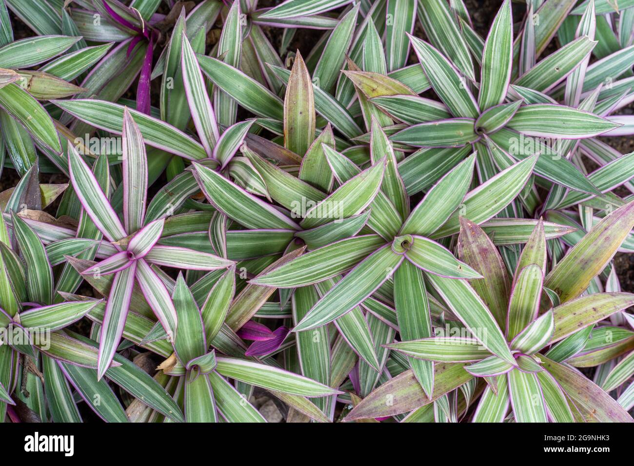 Top view of green Spiderwort leaves Stock Photo - Alamy