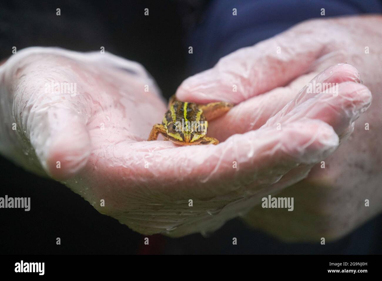 A northern pool frog before being released into ancient pingos at ...