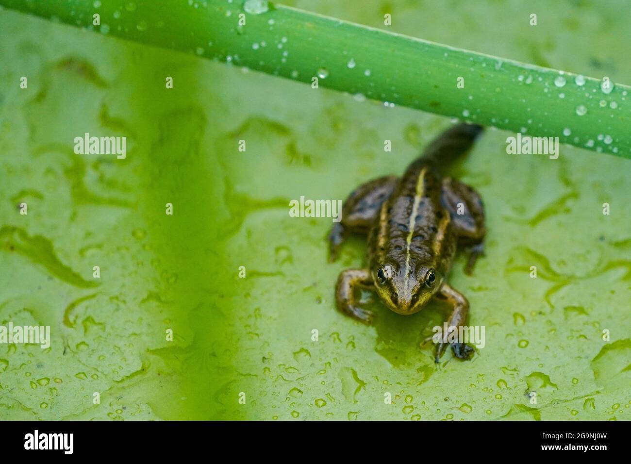 A northern pool frog is released into ancient pingos at Norfolk ...