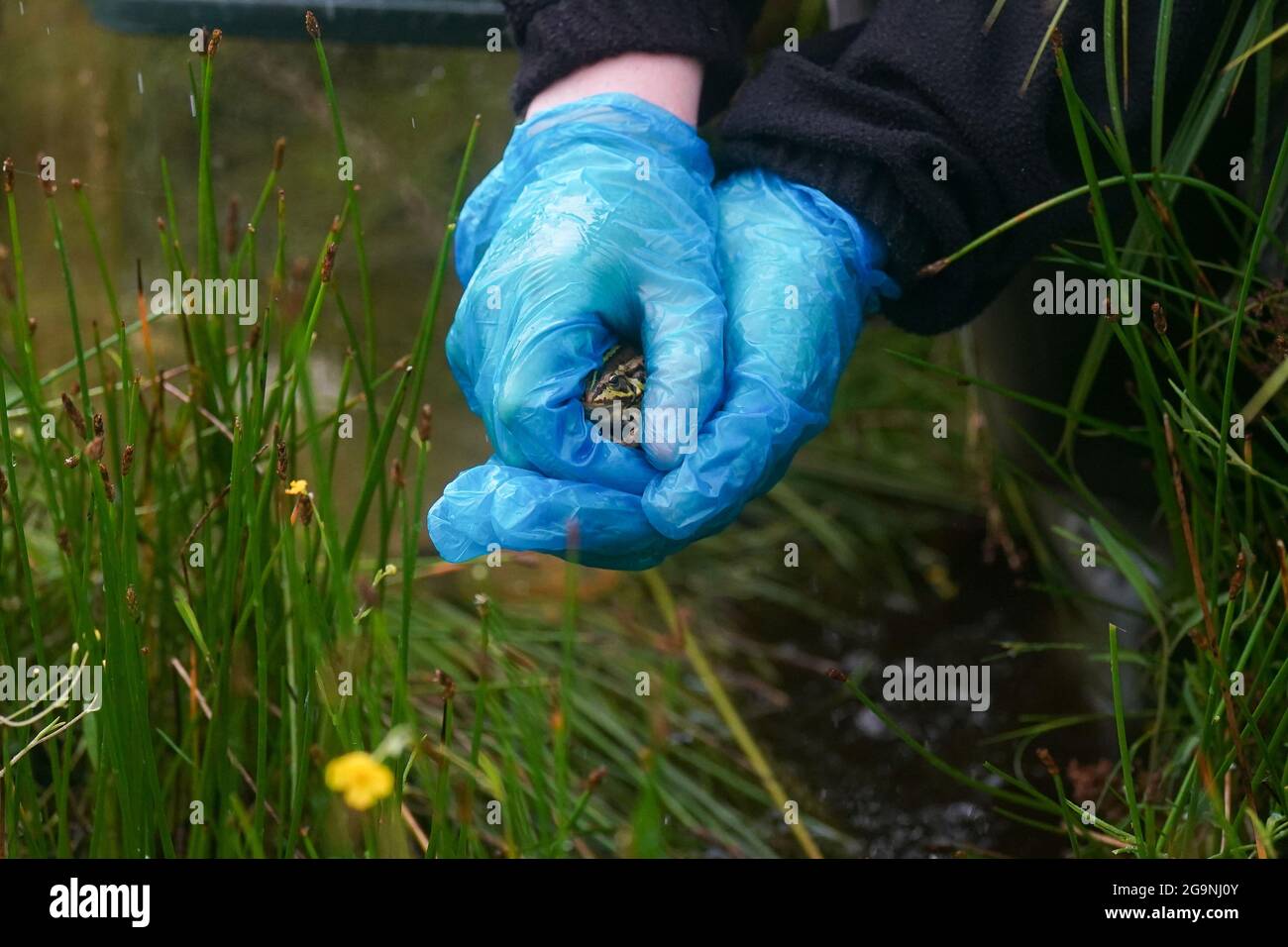 A northern pool frog is released into ancient pingos at Norfolk ...