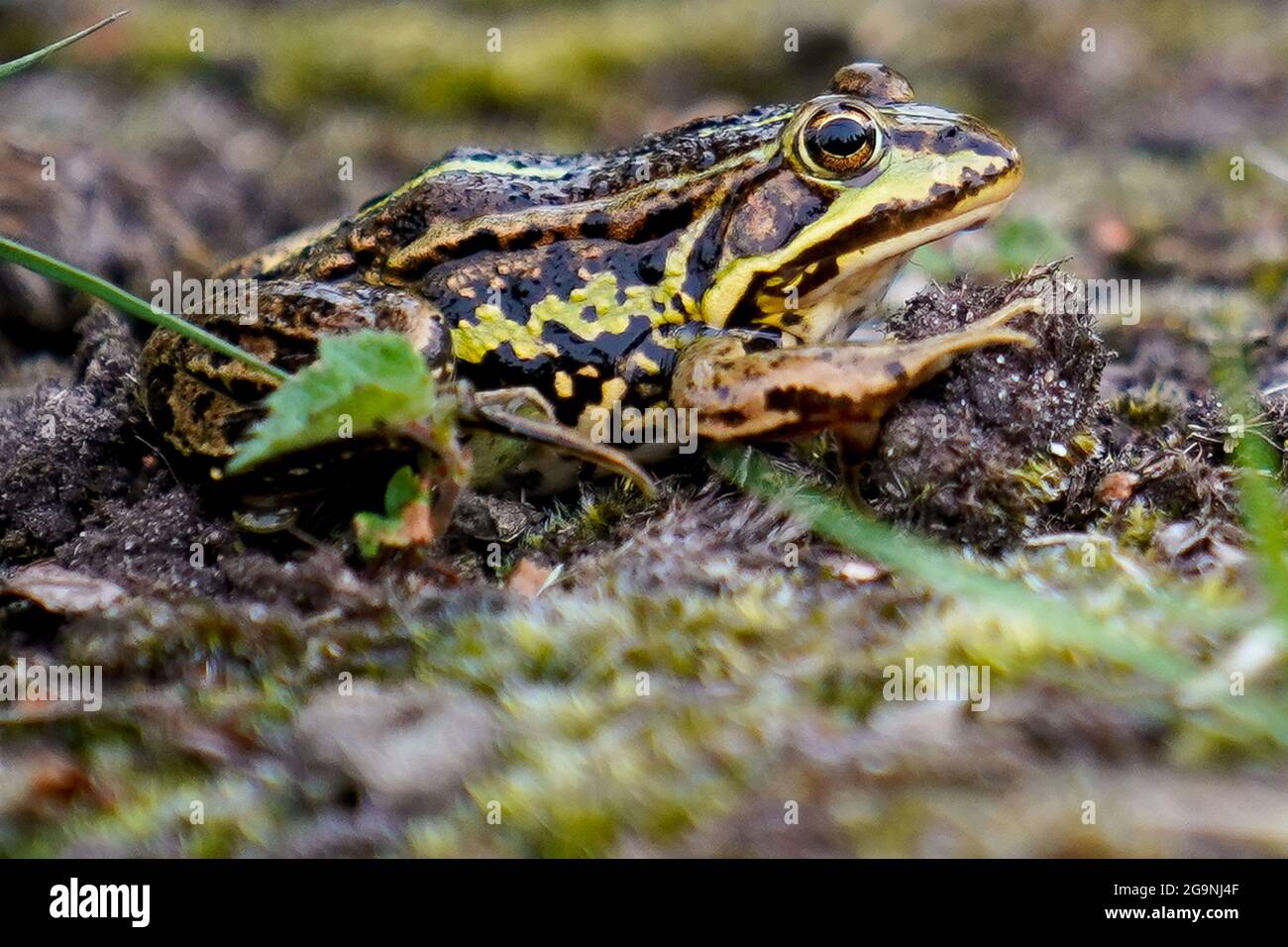 Pool frog norfolk hi-res stock photography and images - Alamy
