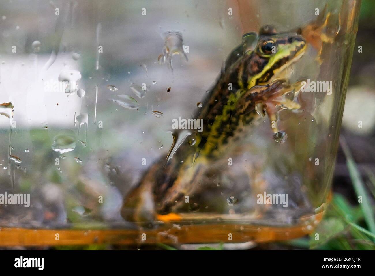 A northern pool frog before being released in ancient pingos at Norfolk ...