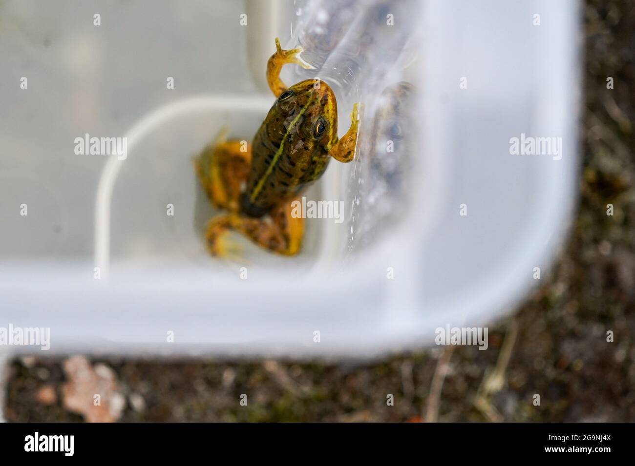 Pool frog norfolk hi-res stock photography and images - Alamy