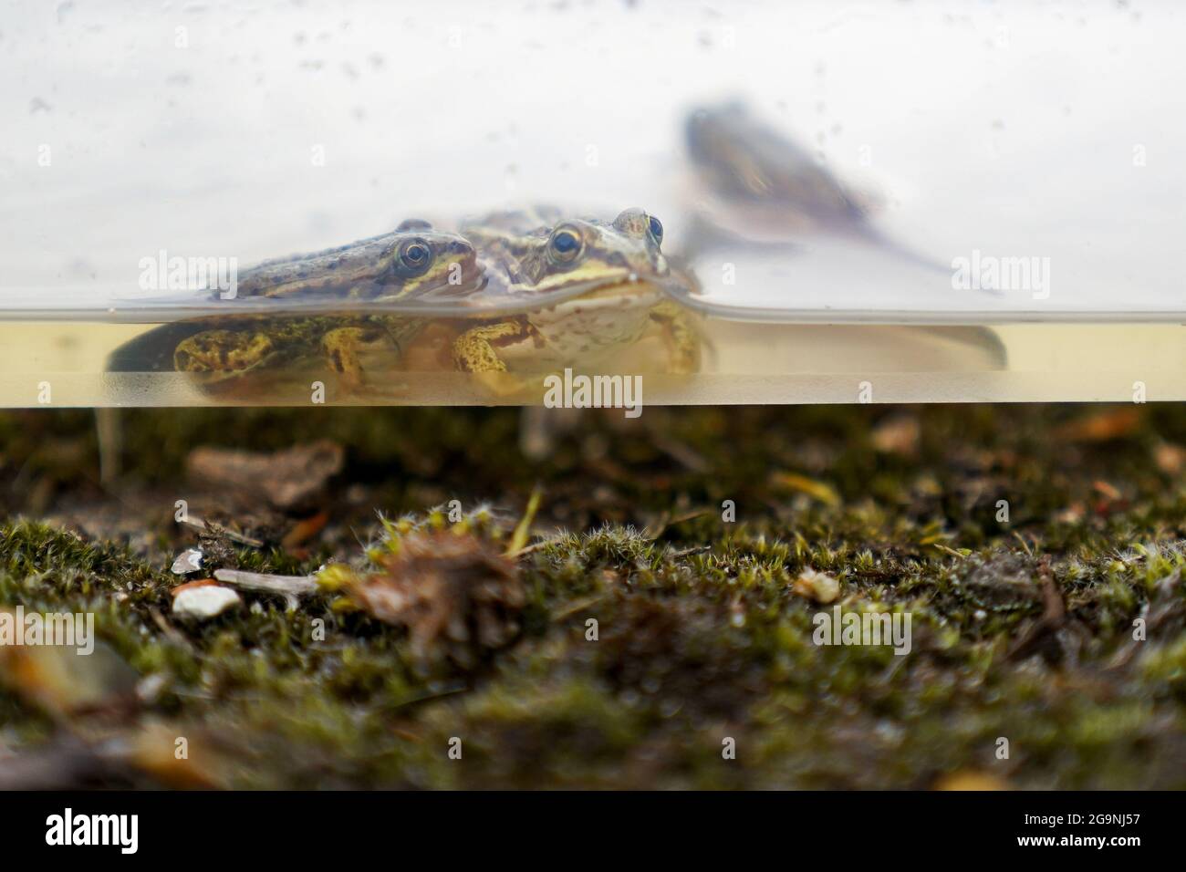 Northern pool frogs before being released in ancient pingos at Norfolk ...