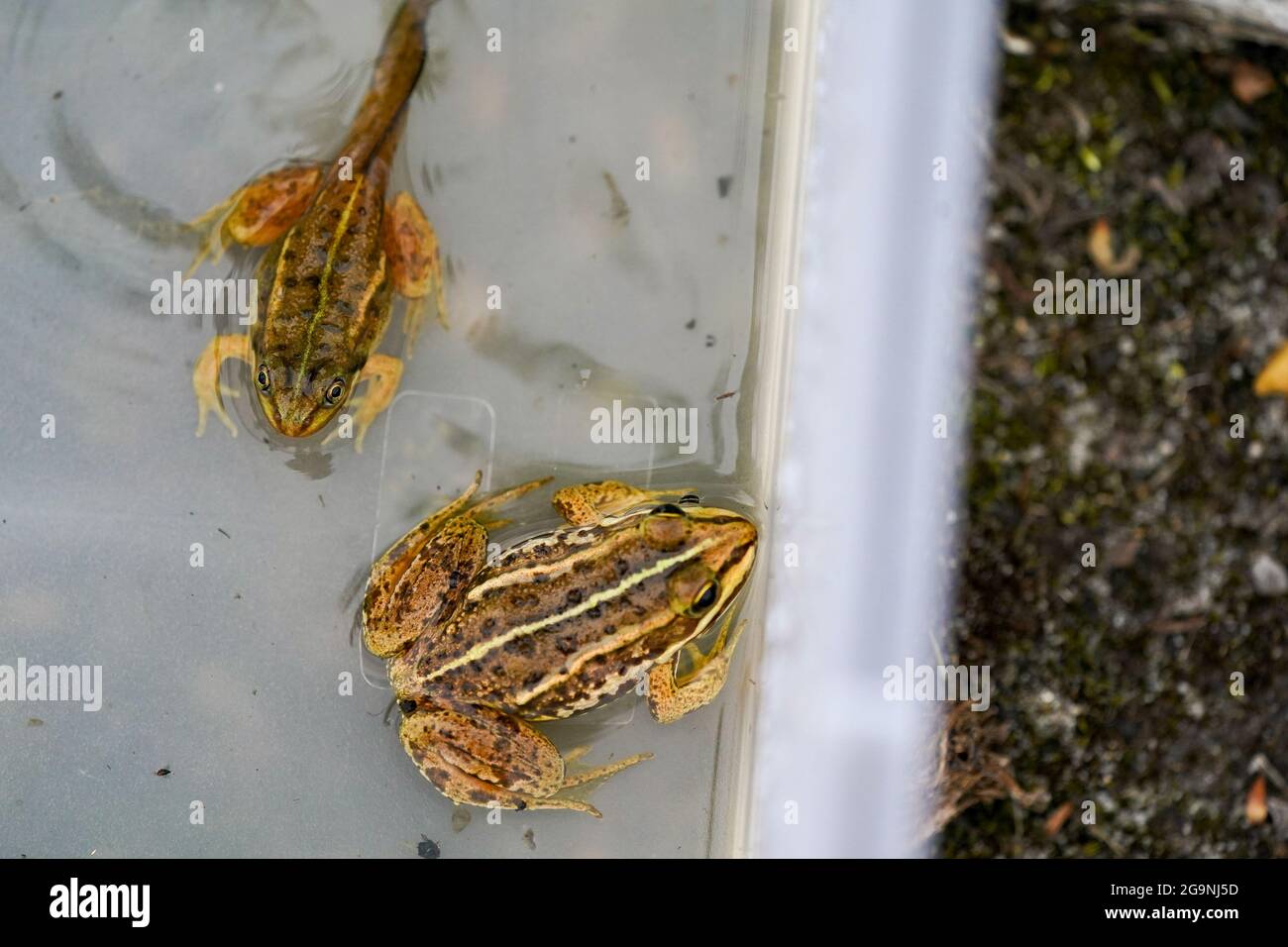 Northern pool frogs before being released in ancient pingos at Norfolk ...
