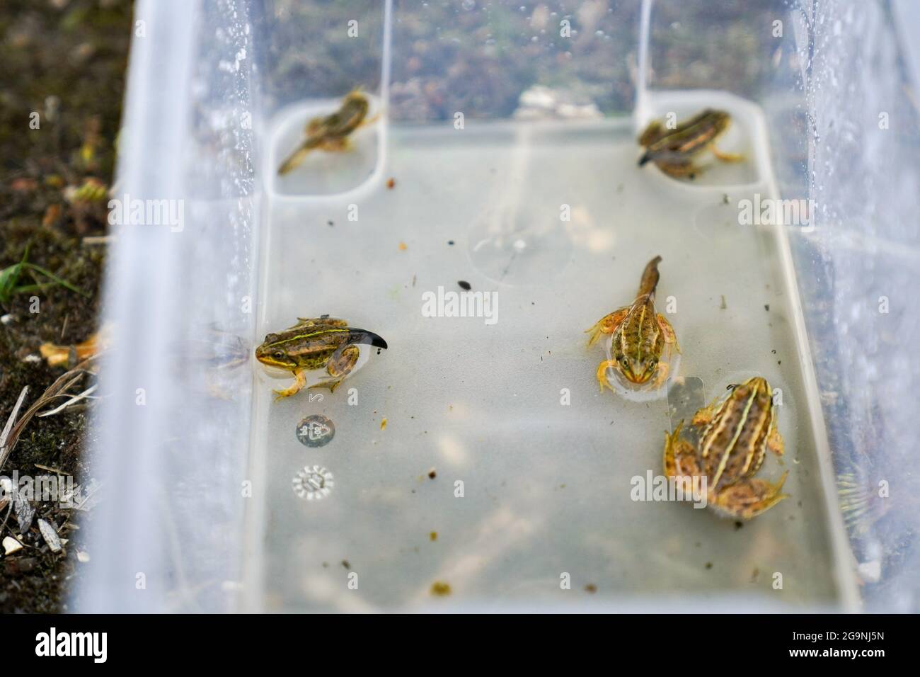 Northern pool frogs before being released in ancient pingos at Norfolk ...
