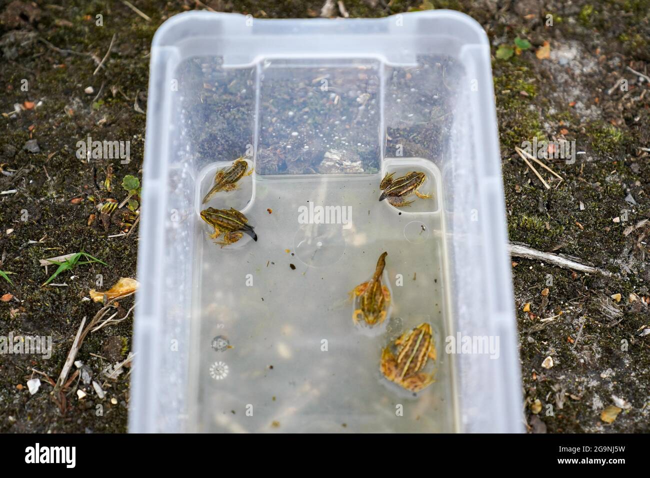 Northern pool frogs before being released in ancient pingos at Norfolk ...