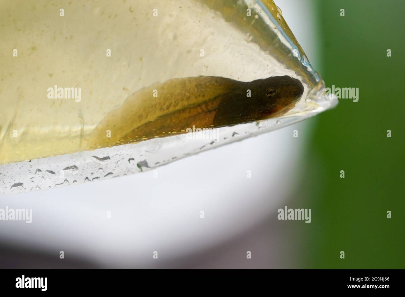 A northern pool frog tadpole before being released in ancient pingos at ...