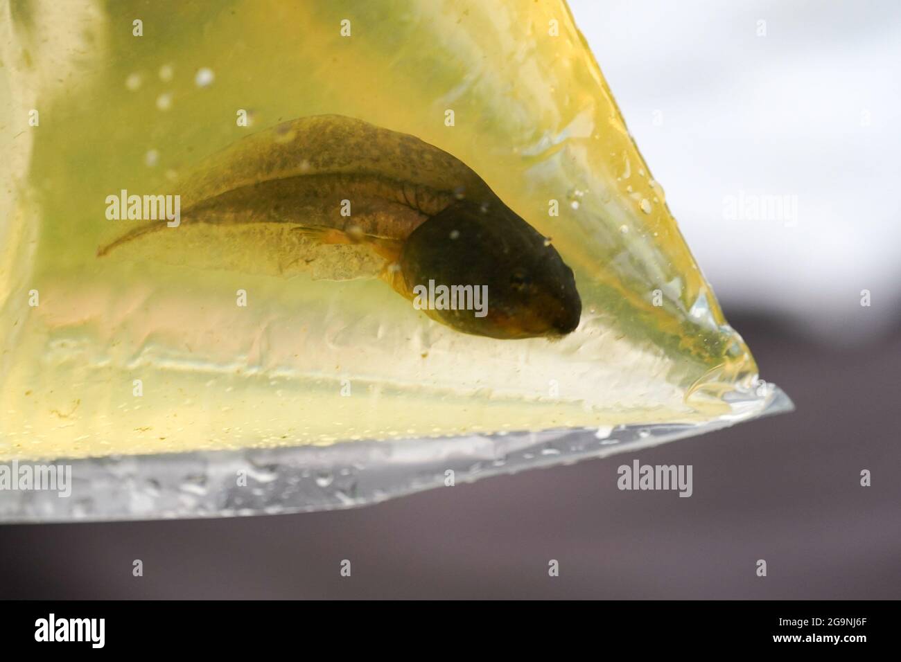 A northern pool frog tadpole before being released in ancient pingos at ...