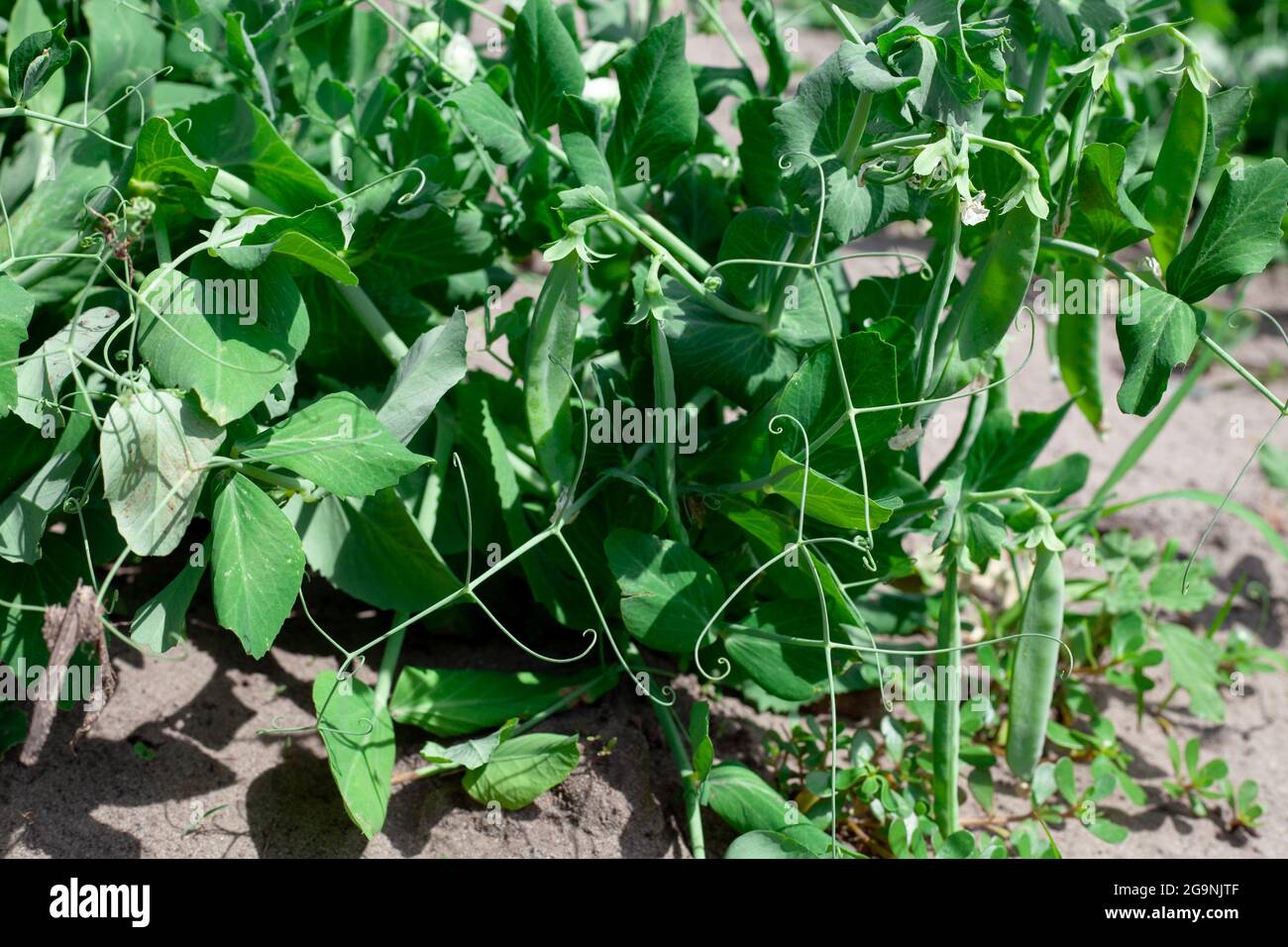 The green peas in the vegetable garden. Unripe green pea. growing ...