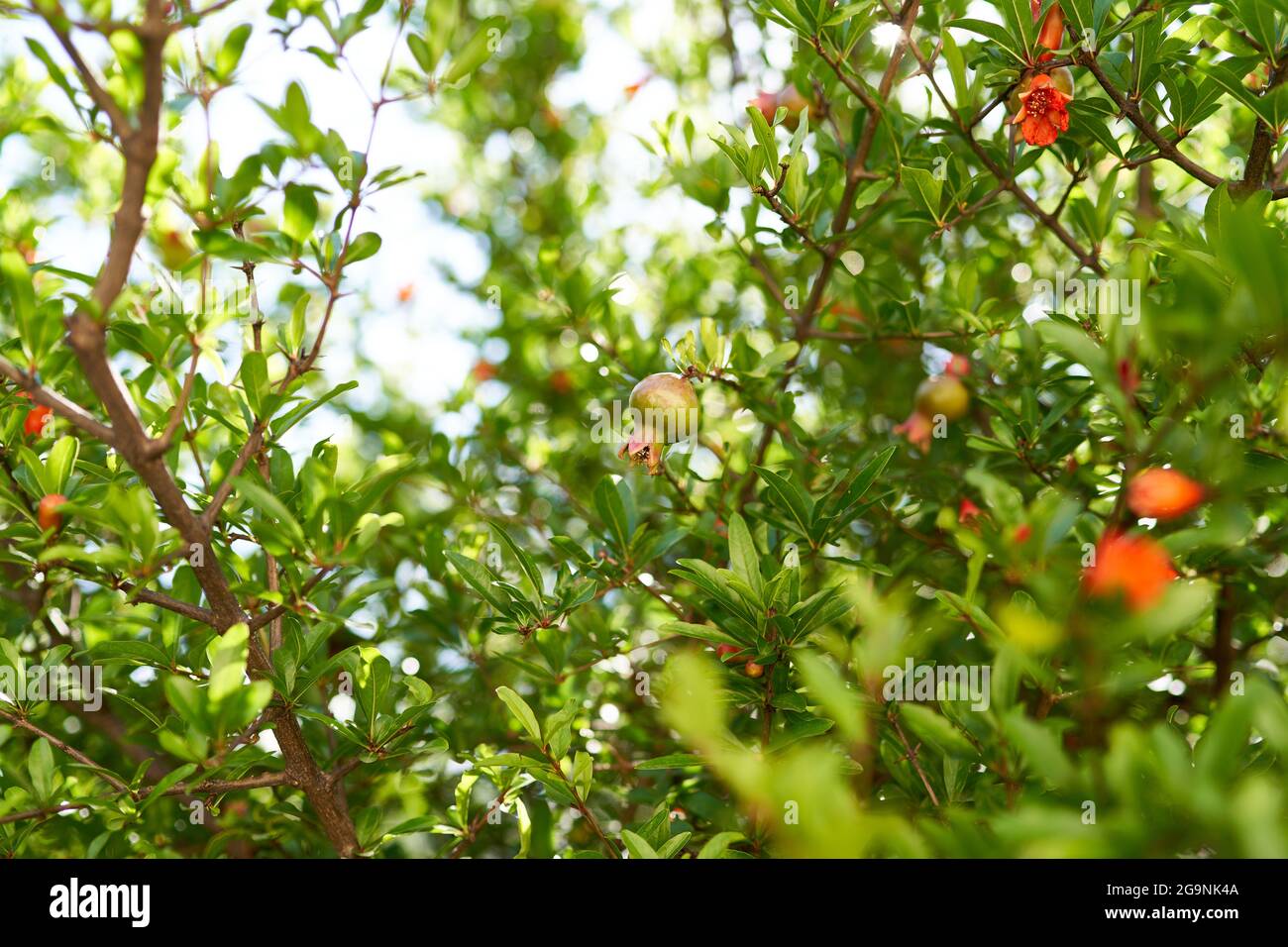 Green branches of pomegranate with red flowers and fruits Stock Photo ...
