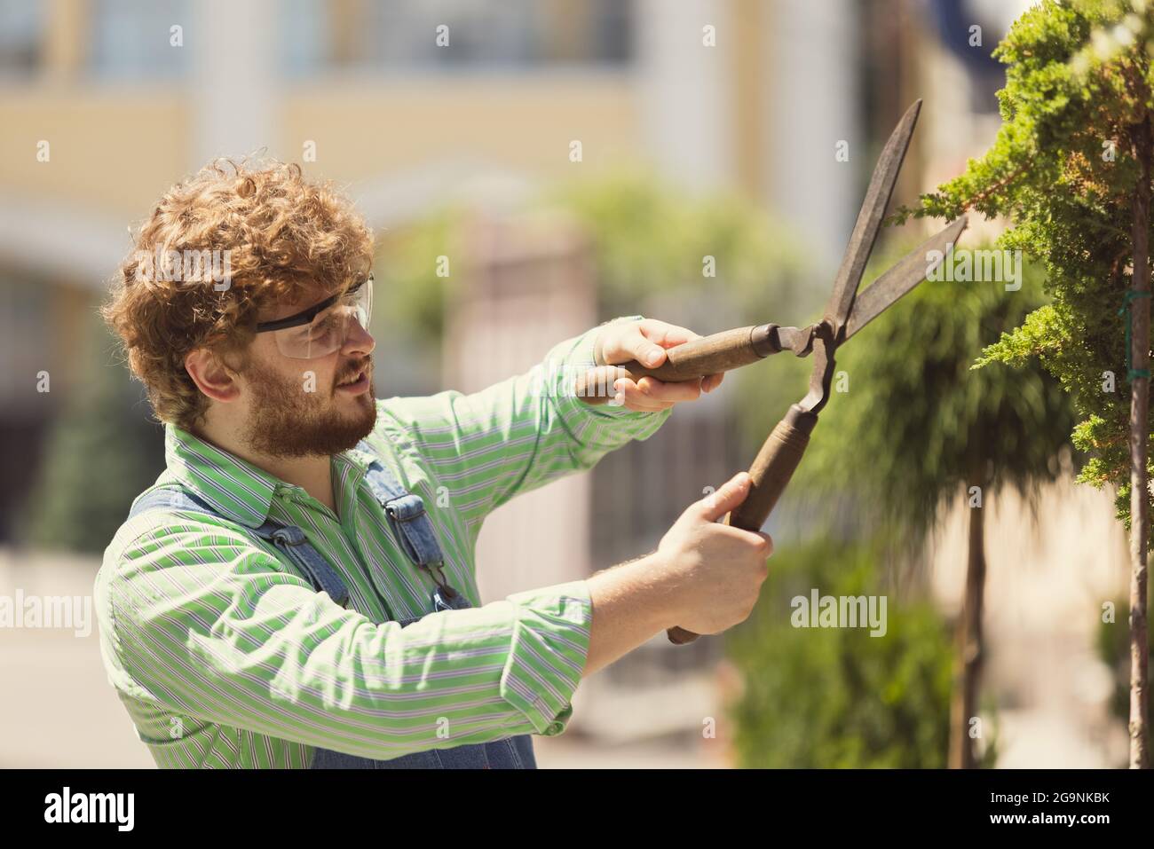 Portrait of redheaded bearded man, farmer with big garden scissors ...
