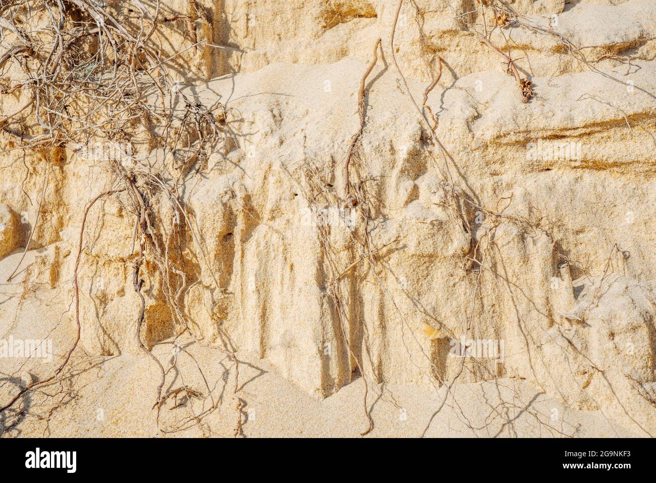 Desert soil roots hi-res stock photography and images - Alamy