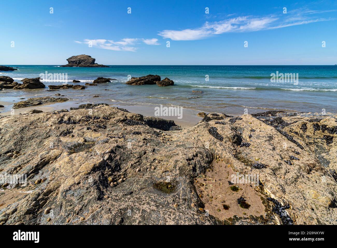 Balanus balanoides hi-res stock photography and images - Alamy