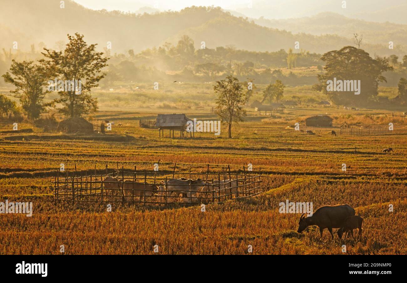 Native style farm in hi-res stock photography and images - Alamy