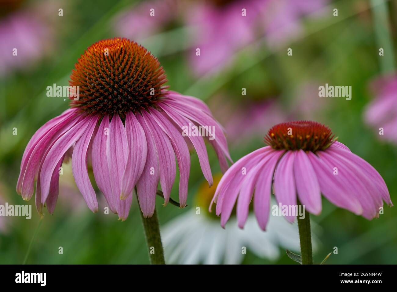 Echinacea purpurea eastern purple coneflower purple coneflower ...