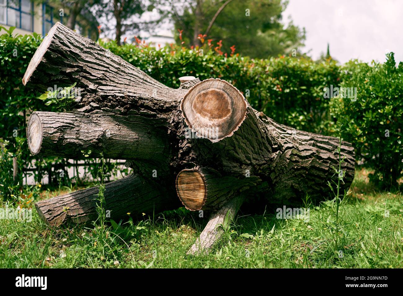 Huge trunk of a cut branchy tree lies on the green grass among the ...