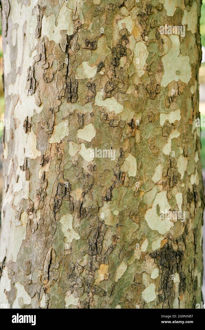 Spotty tree bark hi-res stock photography and images - Alamy
