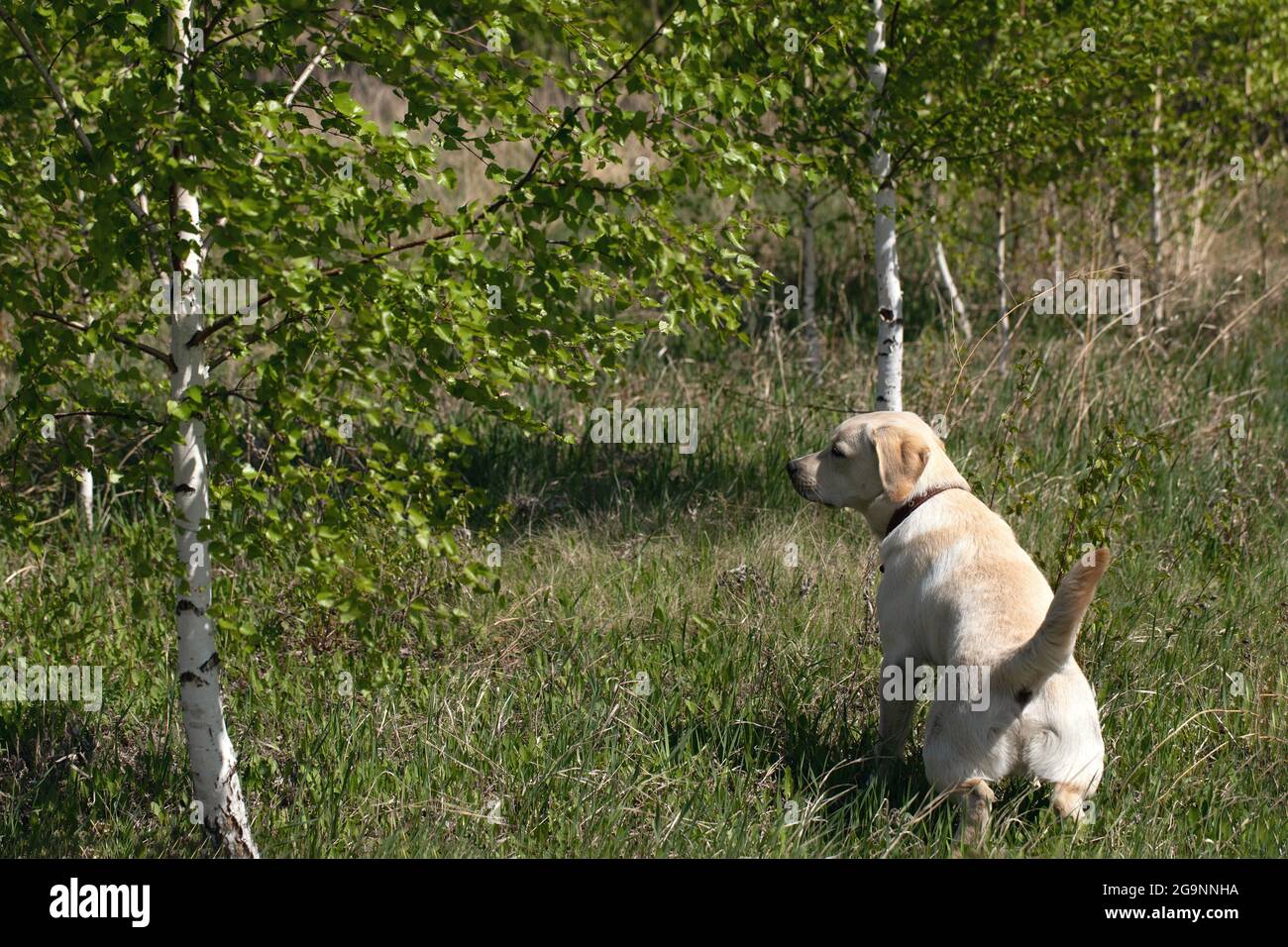 portrait of peeing young puppy of Labrador retriever dog on walk in ...