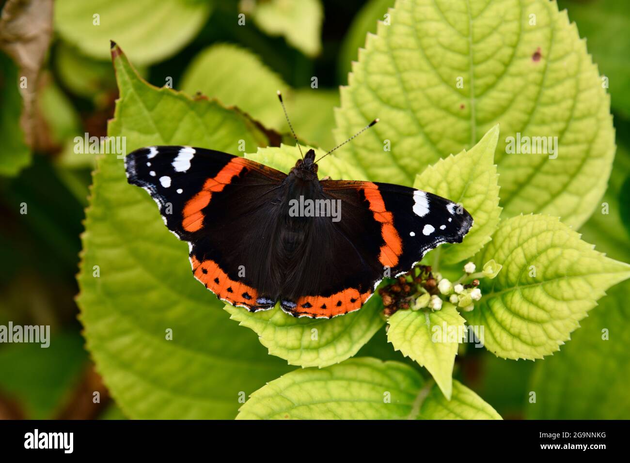 Red Admiral Butterfly (Vanessa atalanta Stock Photo - Alamy