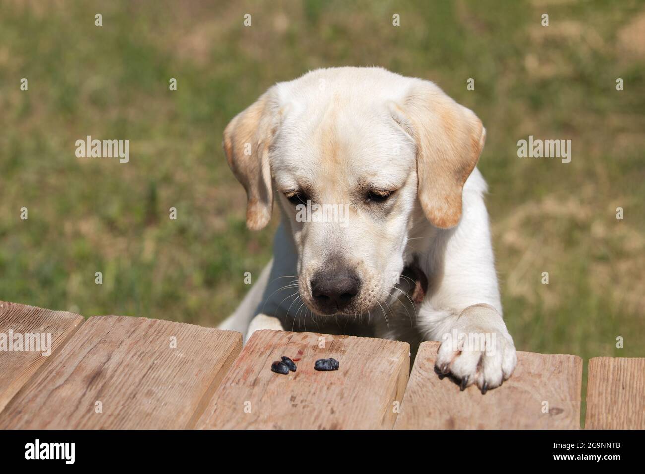 Labrador puppy has climbed onto table with its paws and is trying to ...