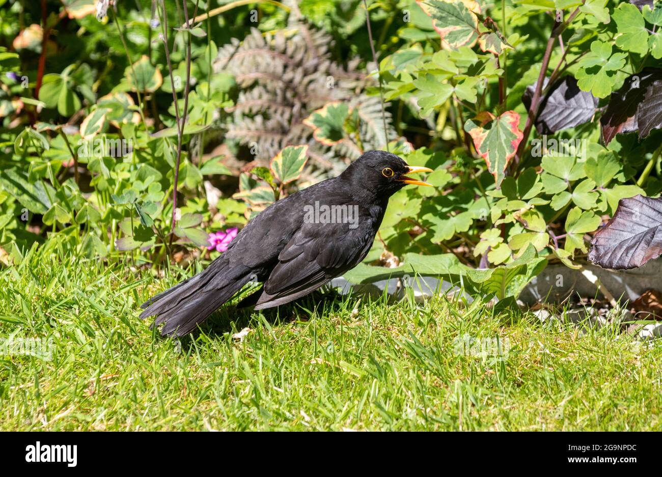 A common blackbird in sunshine with an open beak Stock Photo - Alamy