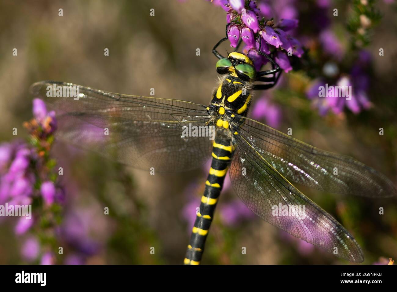A large and impressive Dragonfly, the Golden-ringed Dragonfly has ...