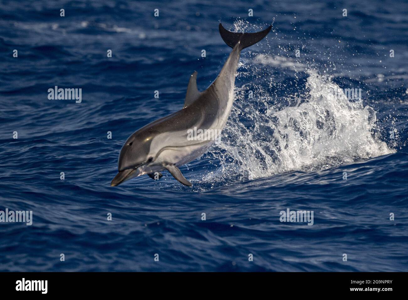 Pod striped dolphins azores hi-res stock photography and images - Alamy