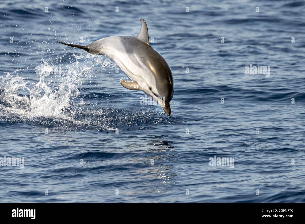 striped dolphin jumping outside the sea Stock Photo - Alamy