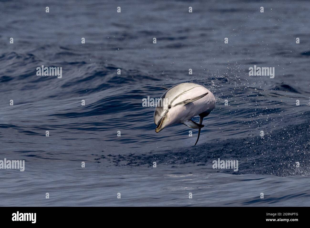 striped dolphin jumping outside the sea Stock Photo - Alamy