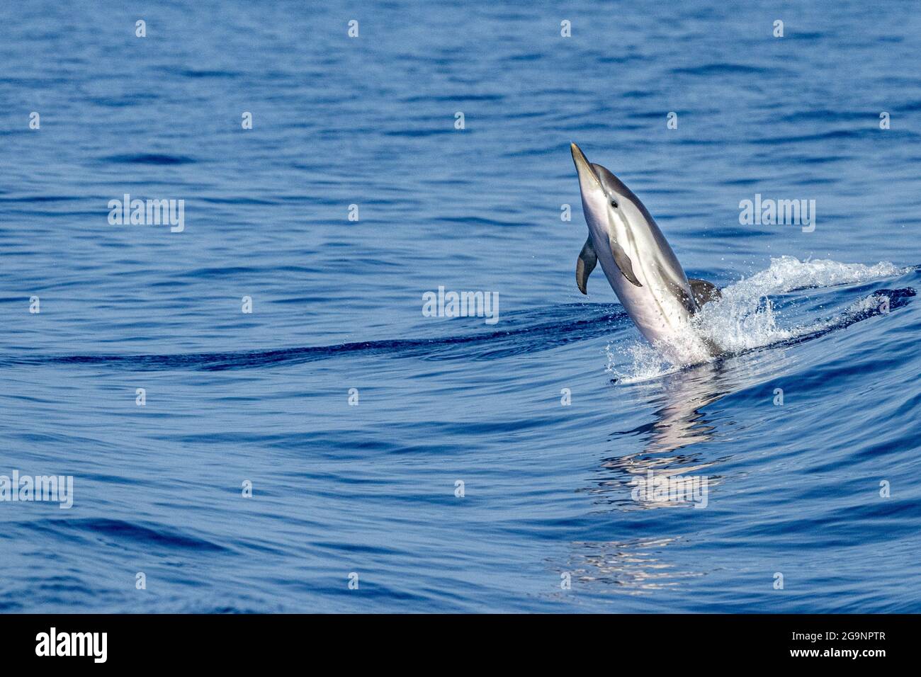 striped dolphin jumping outside the sea Stock Photo - Alamy