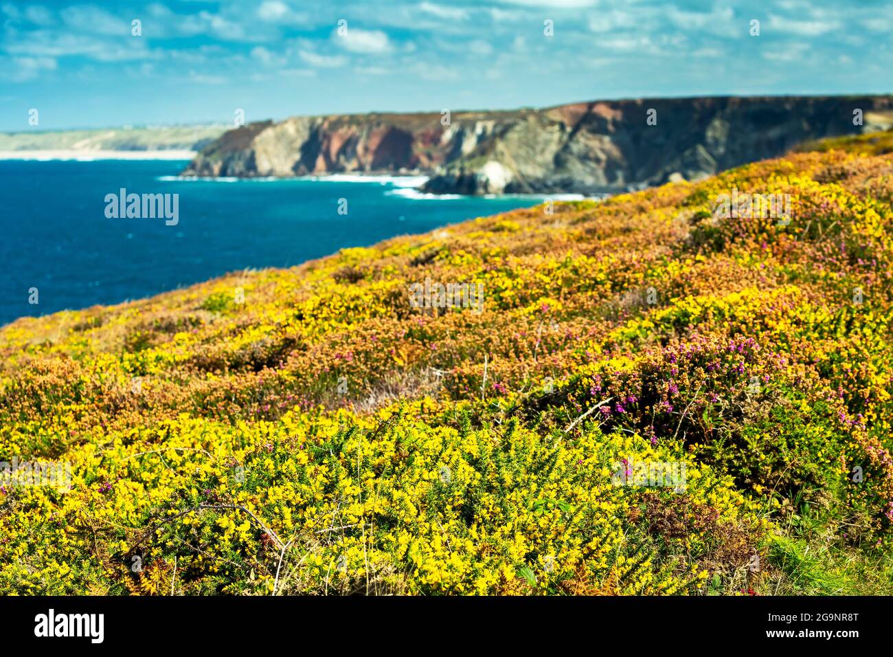 Cliffs and colourful vegetation along the coast of Cornwall County ...