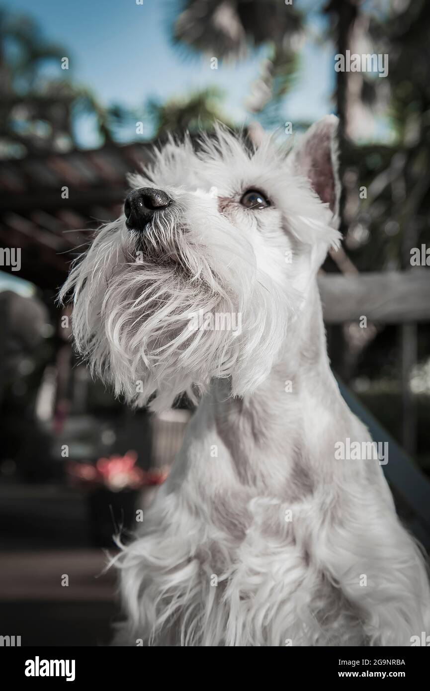 Portrait of a white Scottish Terrier dog Stock Photo - Alamy